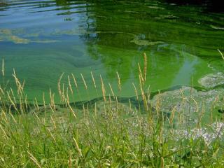 Cyanobacteria | Great Meadows Public Health Collaborative, MA